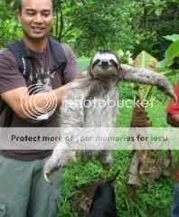 Flying Sloth Photo by weeble99 | Photobucket
