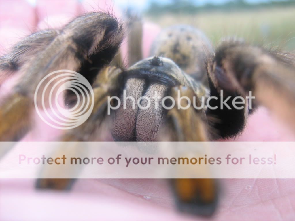 The Augacephalus photoshoot - Kunena