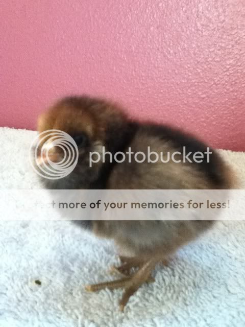 PICS! Baby Ameracanas HERE-- What morphs are they?!! | BackYard ...